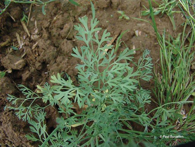 Fumaria officinalis | Plantenzoeker