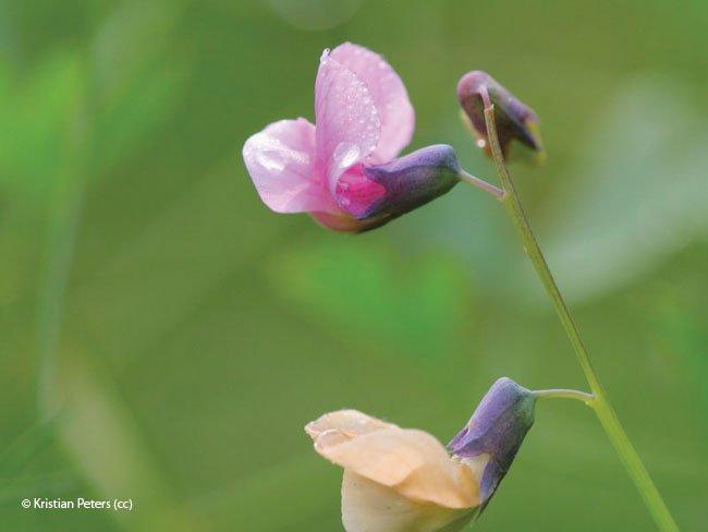 Lathyrus linifolius | Plantenzoeker
