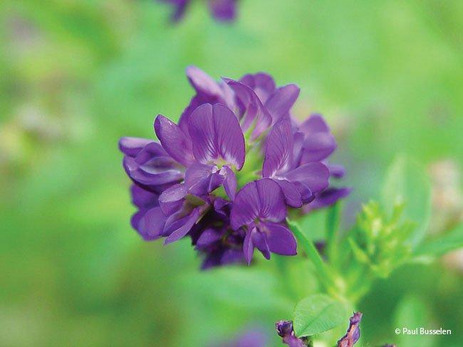 Medicago sativa | Plantenzoeker