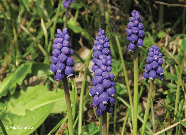 Muscari botryoides | Plantenzoeker