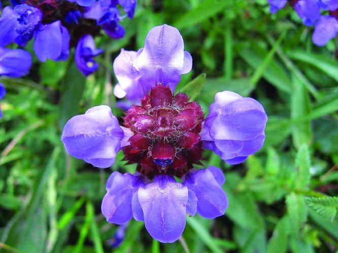 Prunella grandiflora | Plantenzoeker