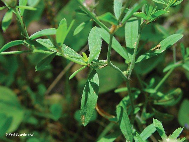 Trifolium arvense | Plantenzoeker
